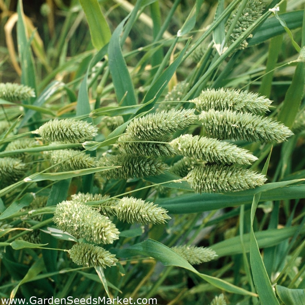 Canary grass - Phalaris canariensis - Ideal for Fresh or Dried ...