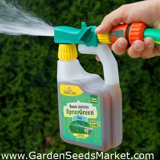 Thuja (arborvitae) fertilizer in a ready-to-use watering can - Zielony ...