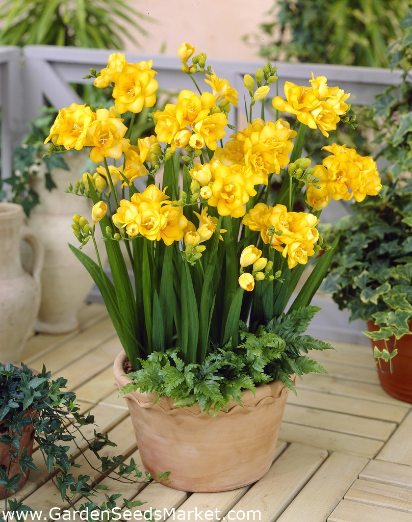 Frēzijas - Double Yellow - 10 gab. Iepakojums - Freesia – Garden Seeds ...