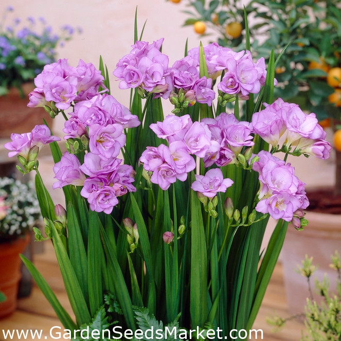 Freesia Double Blue - 10 bulbs – Garden Seeds Market | Free shipping