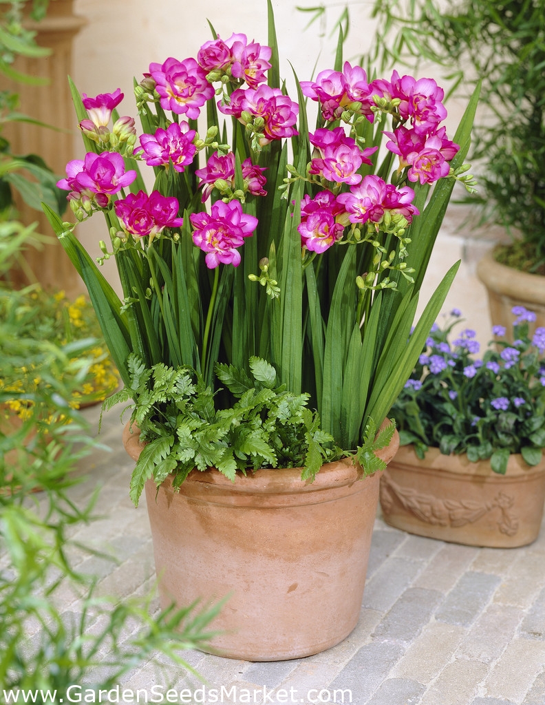 Frezija - Double Pink - pakuotėje yra 10 vnt - Freesia – Garden Seeds ...