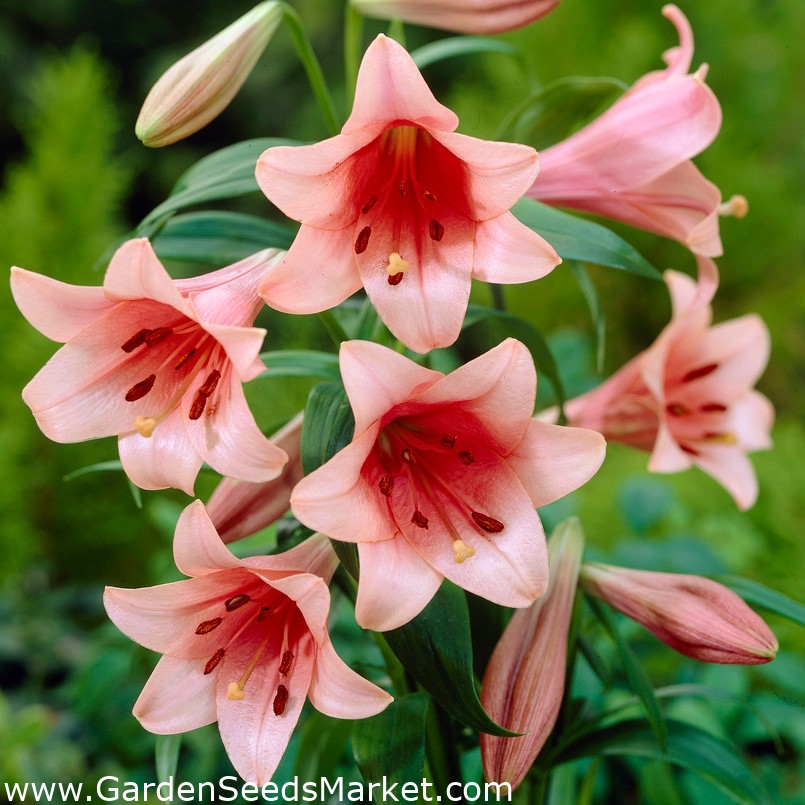 Trumpet lily - Casa Rosa - large package! - 10 pcs – Garden Seeds ...