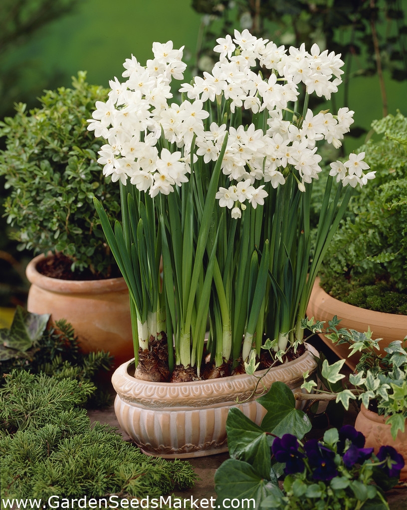 Narcissus Paperwhites Ziva - Daffodil Paperwhites Ziva - 5 bulbs ...