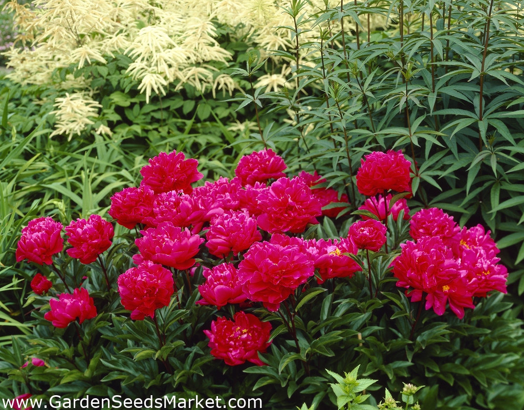 Pionsläktet - Karl Rosenfield - Paeonia – Garden Seeds Market | Gratis ...