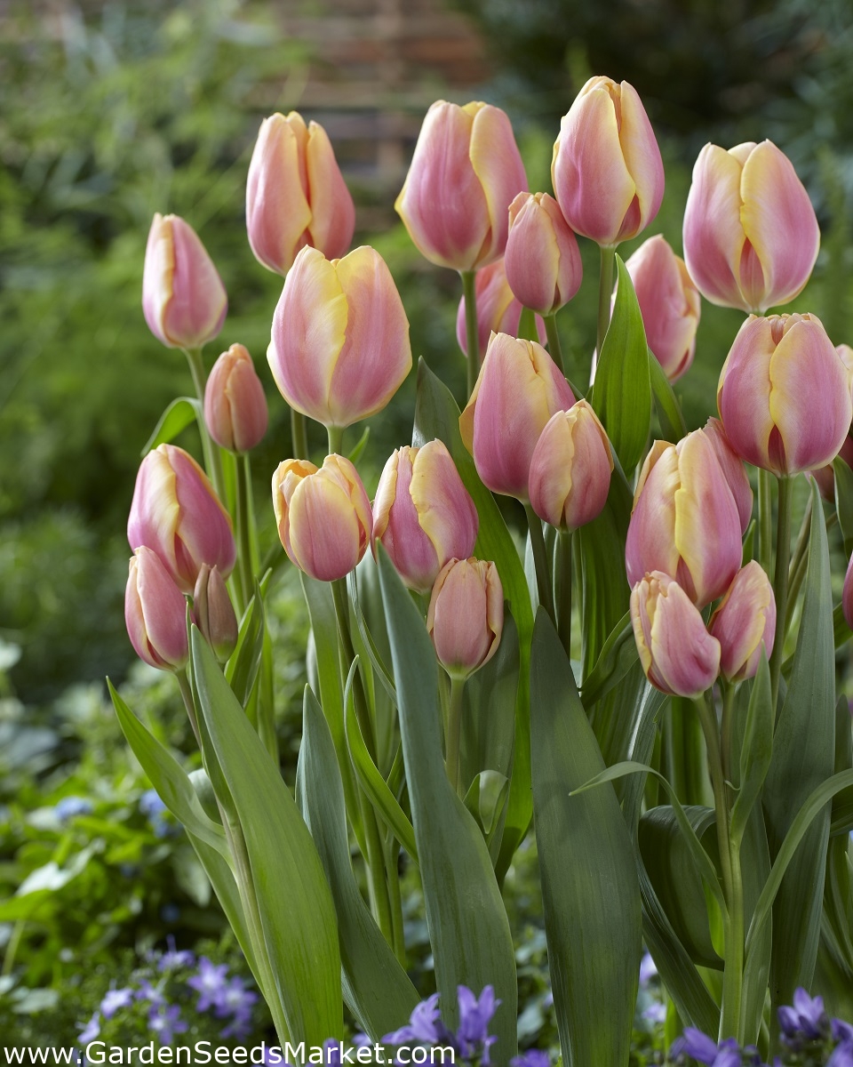 Tulipa Dragon King - Tulip Dragon King - 5 bulbs – Garden Seeds Market ...