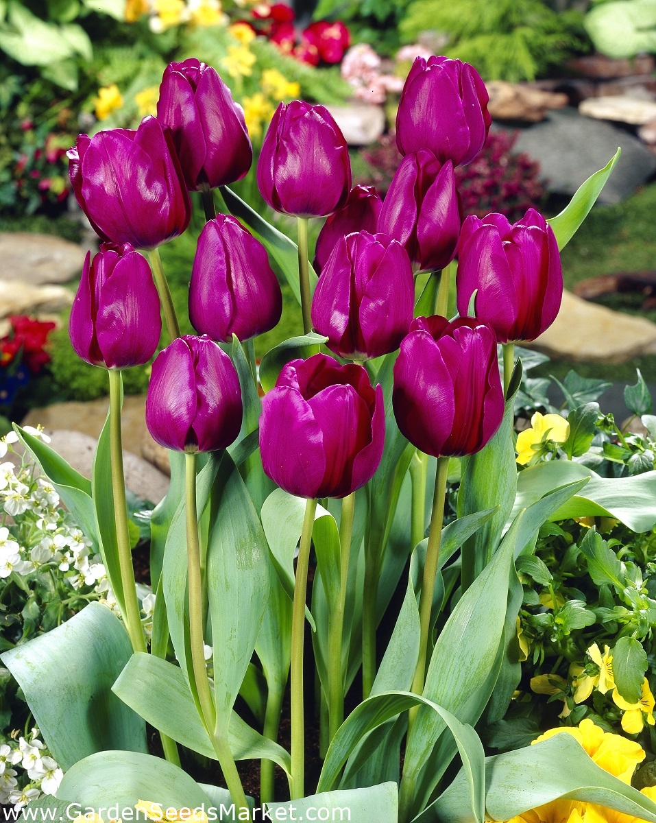 Tulipa Negrita - Tulip Negrita - 5 bulbs – Garden Seeds Market | Free ...