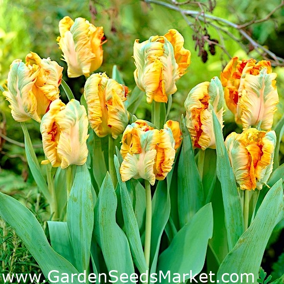 Tulip 'Parrot King' - pacote grande - 50 unidades – Garden Seeds Market | Frete grátis