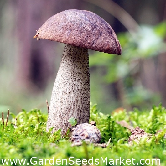 Beržų grybų rinkinys - 4 rūšys - grybelis - – Garden Seeds Market ...