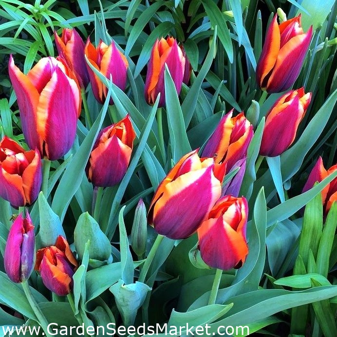 Tulipa Slawa - Tulip Slawa - 5 ดวง – Garden Seeds Market | จัดส่งฟรี
