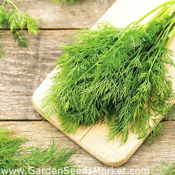 Aneto, salsa de folha, cebolinha - jogo de sementes de 3 espécies de ...