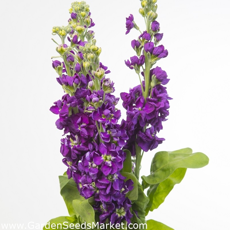 Grande giroflée bleu-clair "Excelsior", Giroflée d'été - 300 graines ...