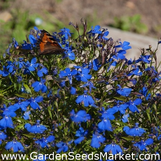 Blue edging lobelia; garden lobelia, trailing lobelia - 6400 seeds ...