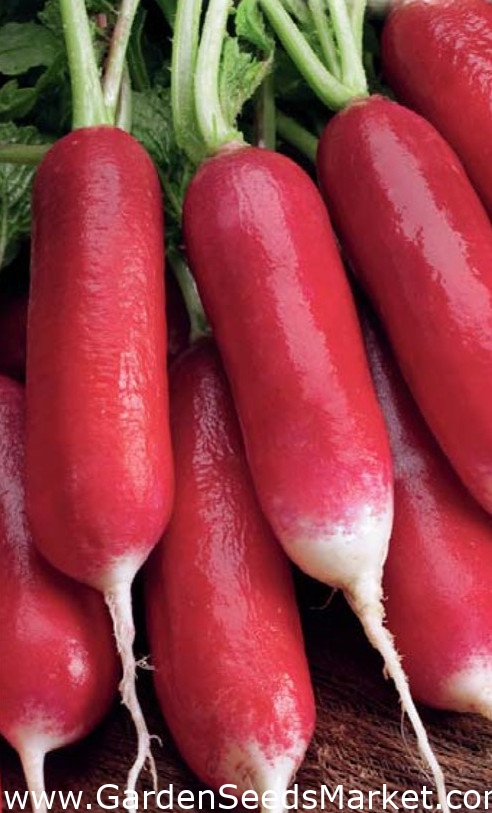 Turp "Gösterişli 2" - KAPALI TOHUMLAR - – Garden Seeds Market ...