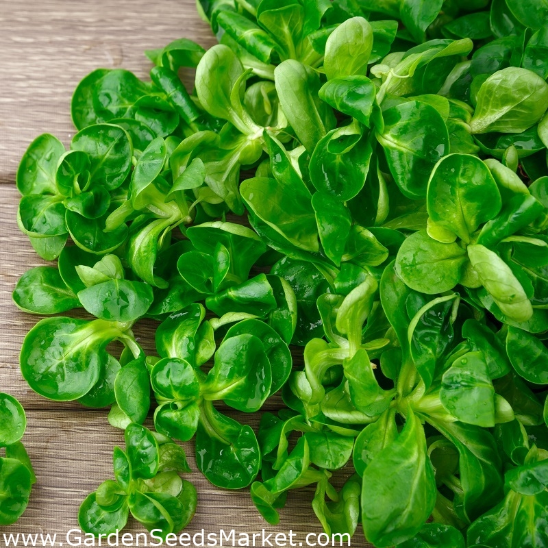 Corn salad - set of seeds of 4 vegetable plants' varieties; common ...