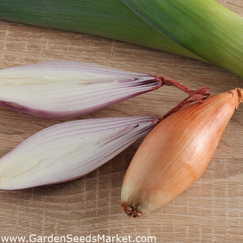 Sayur bebawang - set 2 - benih 4 jenis tumbuhan sayur-sayuran ...