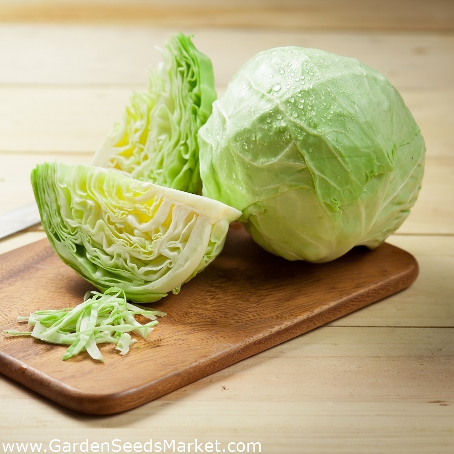 Col repollo - Fame of Golebewo - blanco - Brassica oleracea convar ...