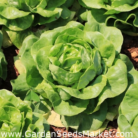 Salat Hode - All The Year Round - 855 frø - Lactuca sativa var ...