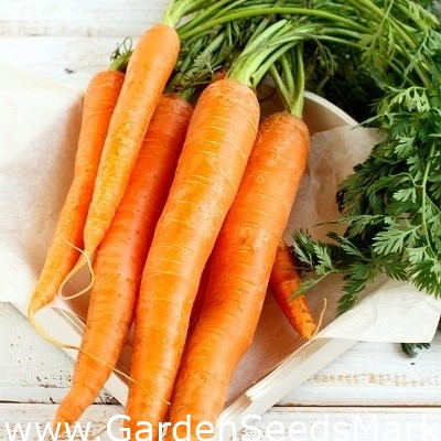 Morot "First Harvest - Första skörden" - Täckta frön – Garden Seeds ...