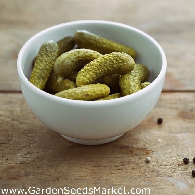 Lauko agurkas „Tytus“ - DENGTOS SĖKLOS - – Garden Seeds Market ...