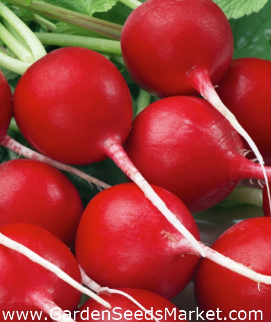 Turp "Fiesta" - KAPALI TOHUMLAR - – Garden Seeds Market | Ücretsiz kargo