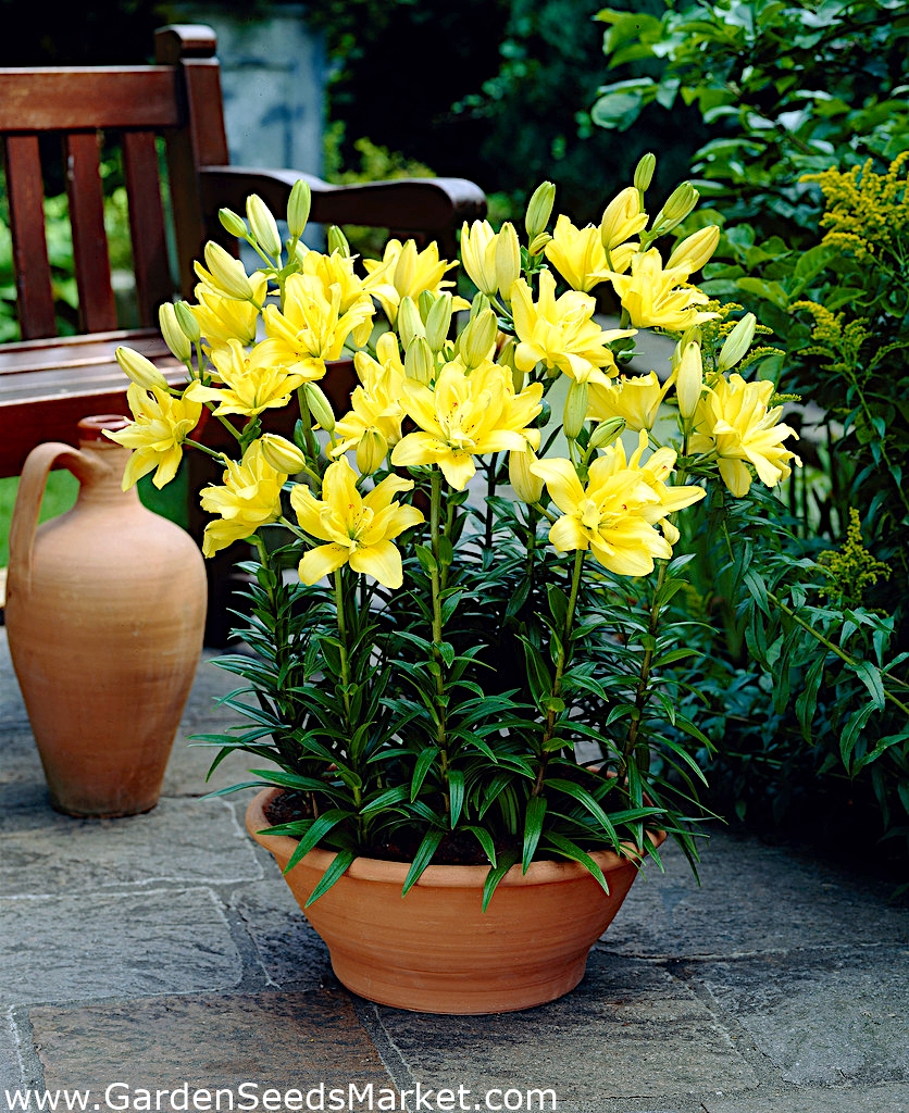 Bunga bakung ganda Asiatic - Morgana - – Garden Seeds Market | Bebas ...