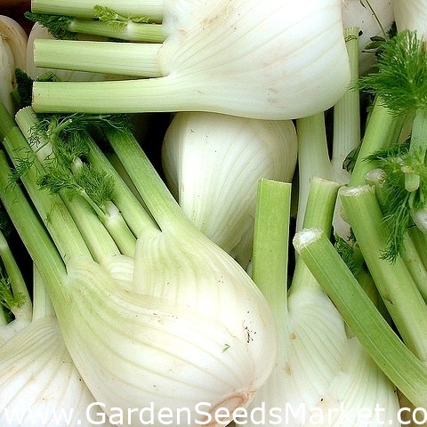 Almindelig fennikel - Mammouth - 200 frø - Foeniculum vulgare Mill ...