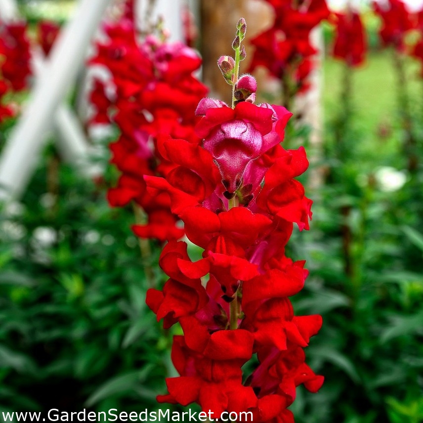 Tall snapdragon - red – Garden Seeds Market | Free shipping
