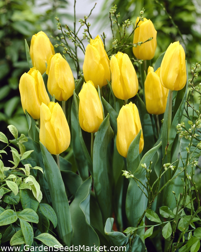 Tulipa Kuning - Tulip Kuning - 5 bebawang - Tulipa Yellow – Garden ...