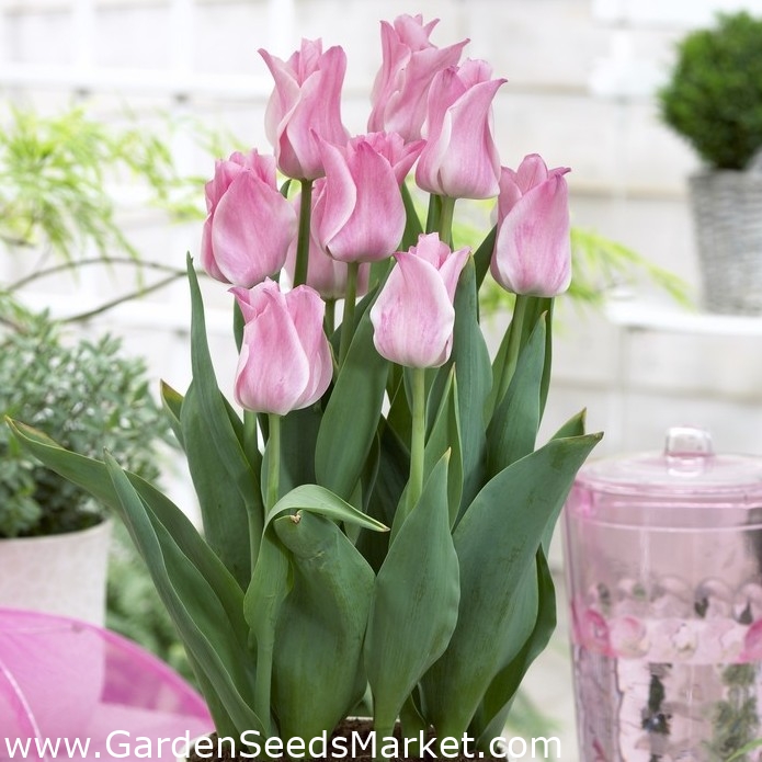 Tulipa Miss Elegance - Tulip Miss Elegance - 5 bulbs – Garden Seeds ...