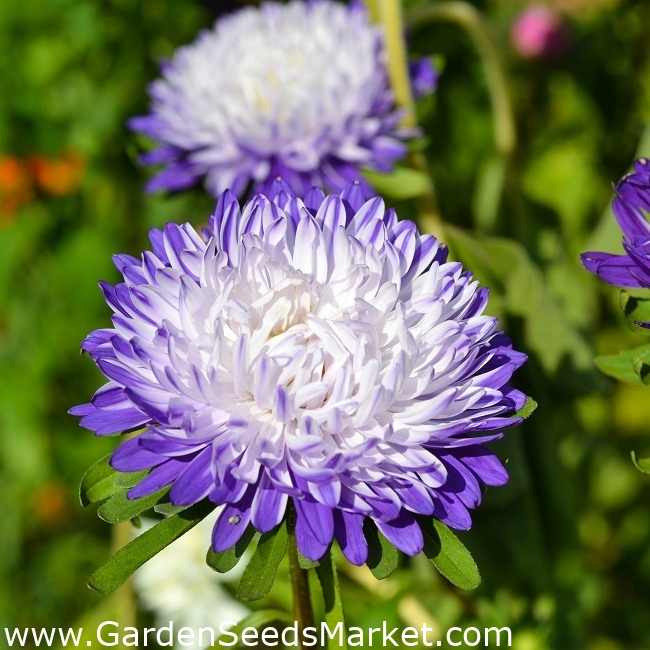 Chinese aster "Ruckley Supreme" - 500 seeds – Garden Seeds Market ...