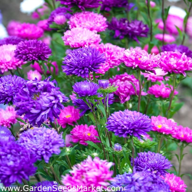 Dwarf chinese aster - variety mix - 625 seeds – Garden Seeds Market ...