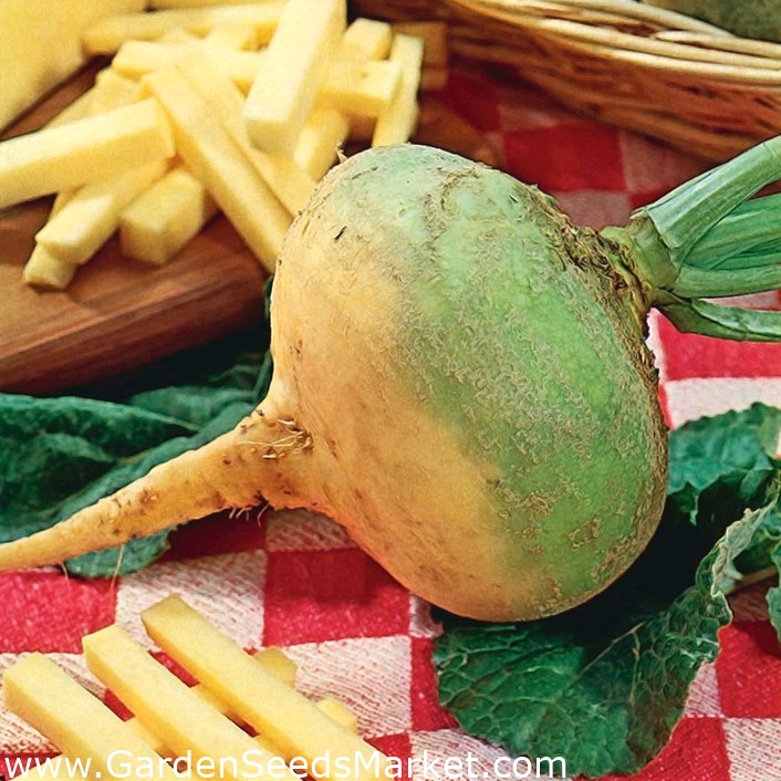 Nabo, rabanete, rutabaga (nabo sueco) - conjunto de sementes de 3 ...