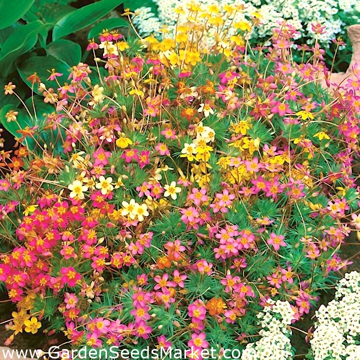 Star Boulevard - seme 3 vrst cvetnih rastlin - - semena – Garden Seeds ...