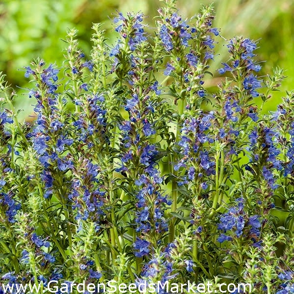 Hissopo (Hyssopus officinalis) - 200 sementes – Garden Seeds Market ...