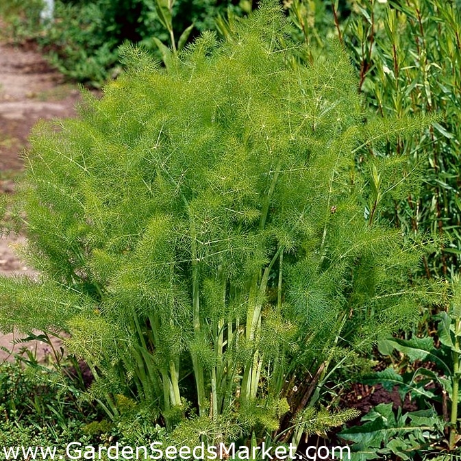 Fenouil commun - Magnafena - 200 graines - Foeniculum vulgare Mill ...