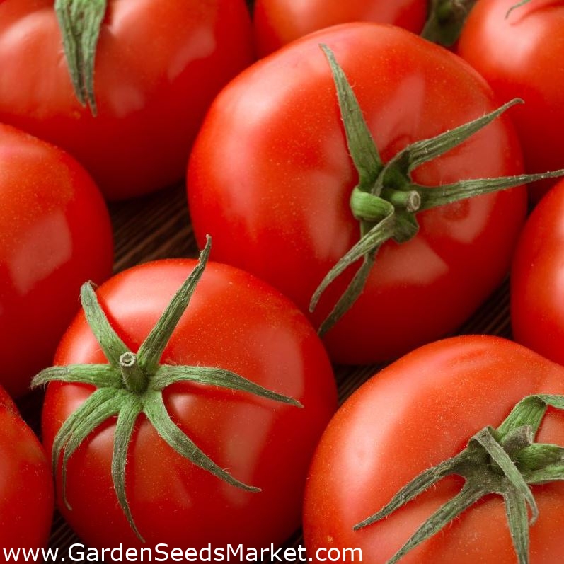 Harlequin S Gardens Tomatoes | Fasci Garden