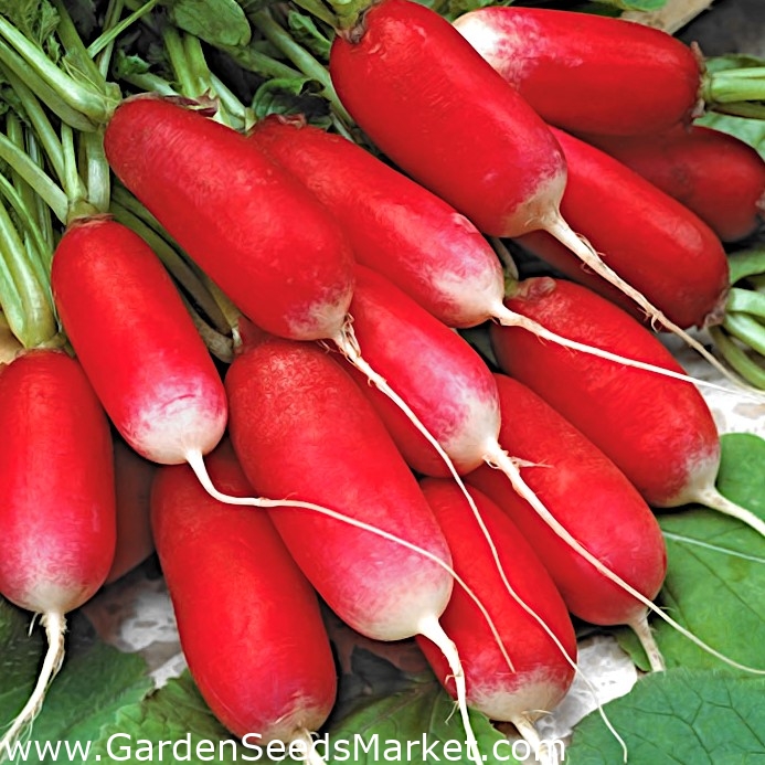 Turp "Gösterişli 2" - KAPALI TOHUMLAR - – Garden Seeds Market ...