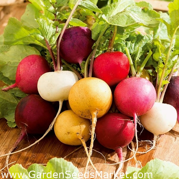 Rabanete - cor - 850 sementes - Raphanus sativus L. – Garden Seeds ...