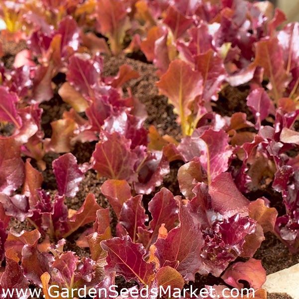 Lettuce 'Biscia Rossa' - for cut leaves, cultivation in the field and ...