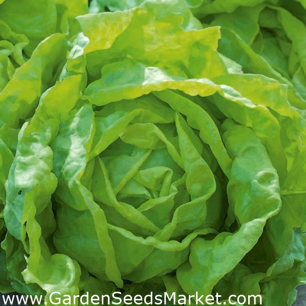 Salat Hoved - Rozalka - Lactuca sativa - frø – Garden Seeds Market ...