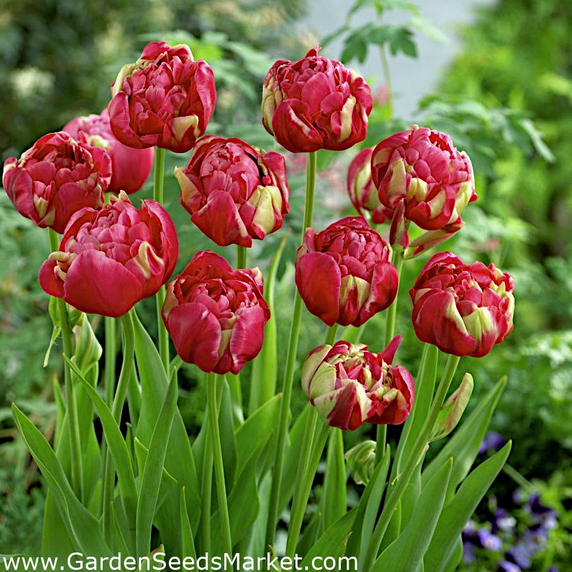 Tulipa Renown Unique - Tulip Renown Unique - 5 bulbs – Garden Seeds ...