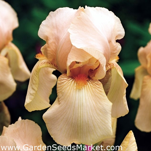Iris: una selección de las 4 variedades más intrigantes - – Garden ...
