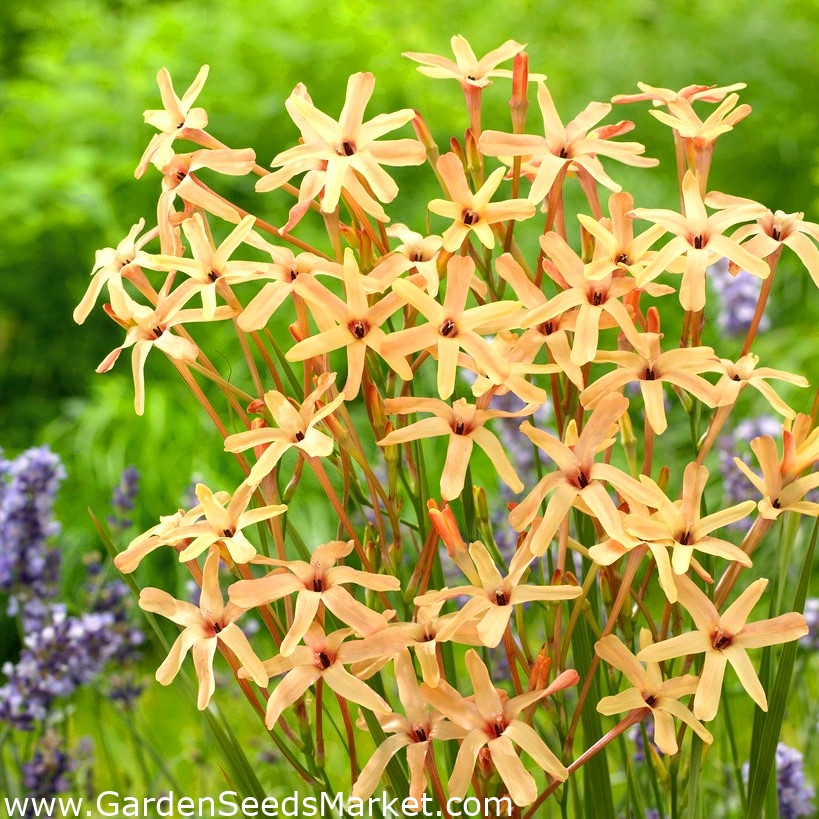 Ixia paniculata – long-tubed ixia - Eos - Large Pack! - 150 pcs; corn ...