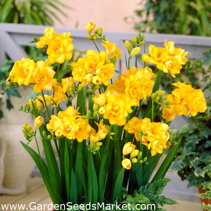Double freesia jaune - Jaune - Grand pack! - 100 pieces – Garden Seeds ...