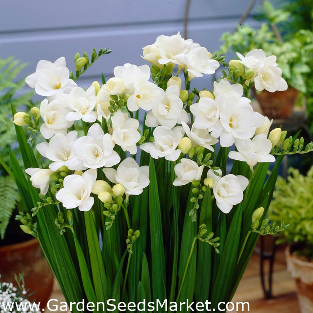 White double freesia - White - Large Pack! - 100 pcs. – Garden Seeds ...