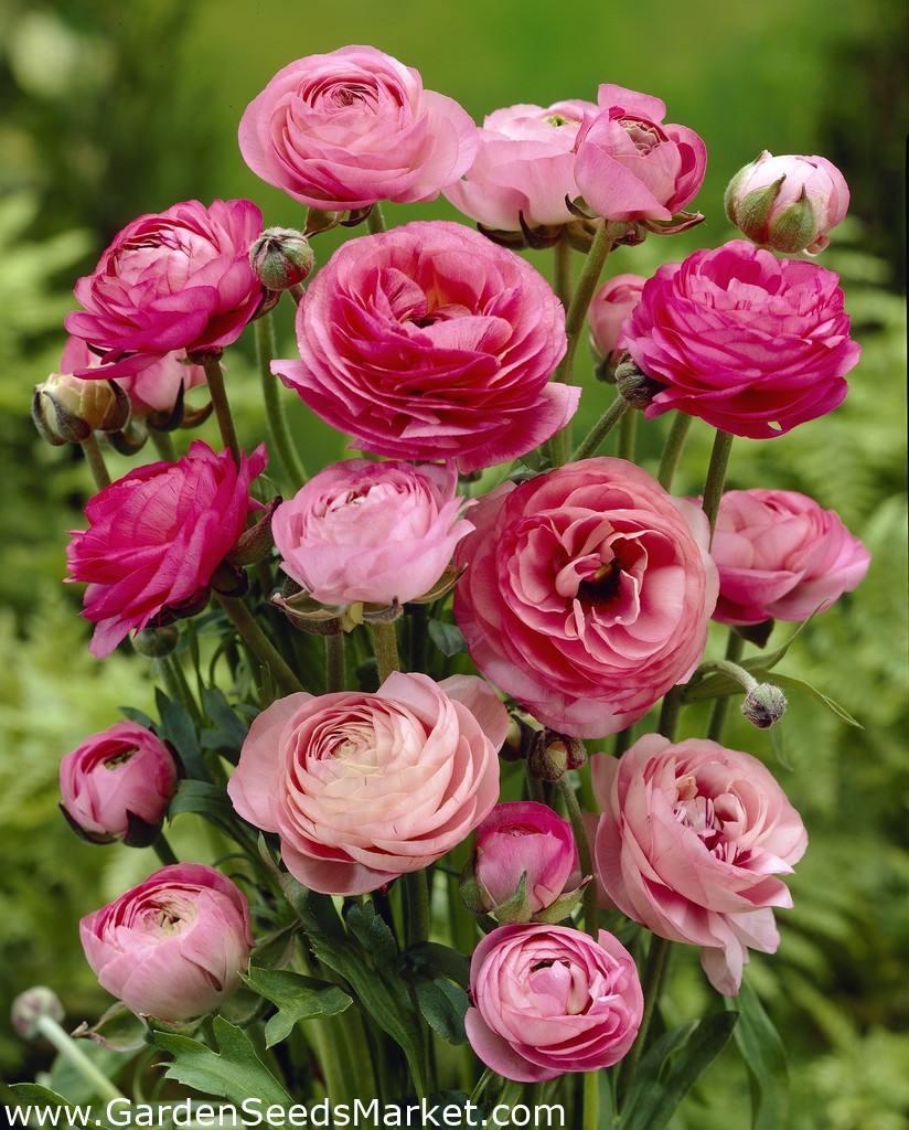 Ranunculus, Buttercup Pink - 10 bulbs – Garden Seeds Market | Free shipping