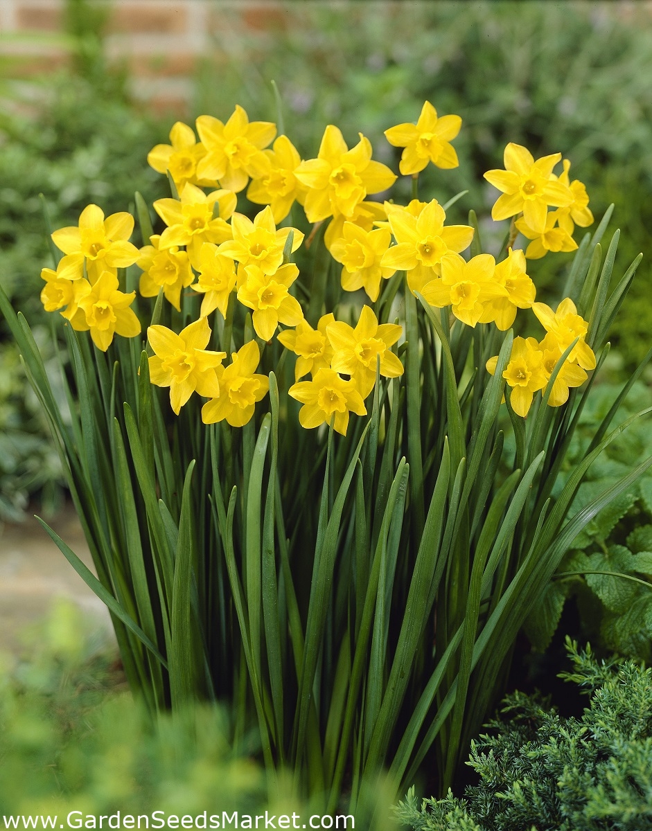 Jonquil - rush daffodil - Sweetness - XXL pack! - 300 st - – Garden ...