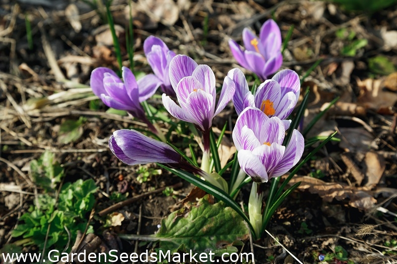 Crocus King of the Striped - Grand pack! - 200 pièces – Garden Seeds ...
