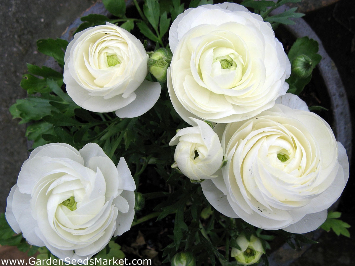 White buttercup - Large Pack! - 100 pcs. – Garden Seeds Market | Free ...