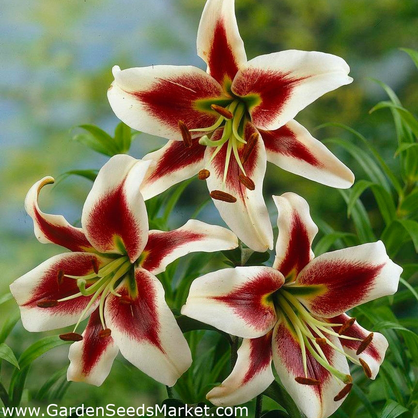 Strom Lily Lilium Beverly Dreams - květinové cibulky / hlíza / kořen ...